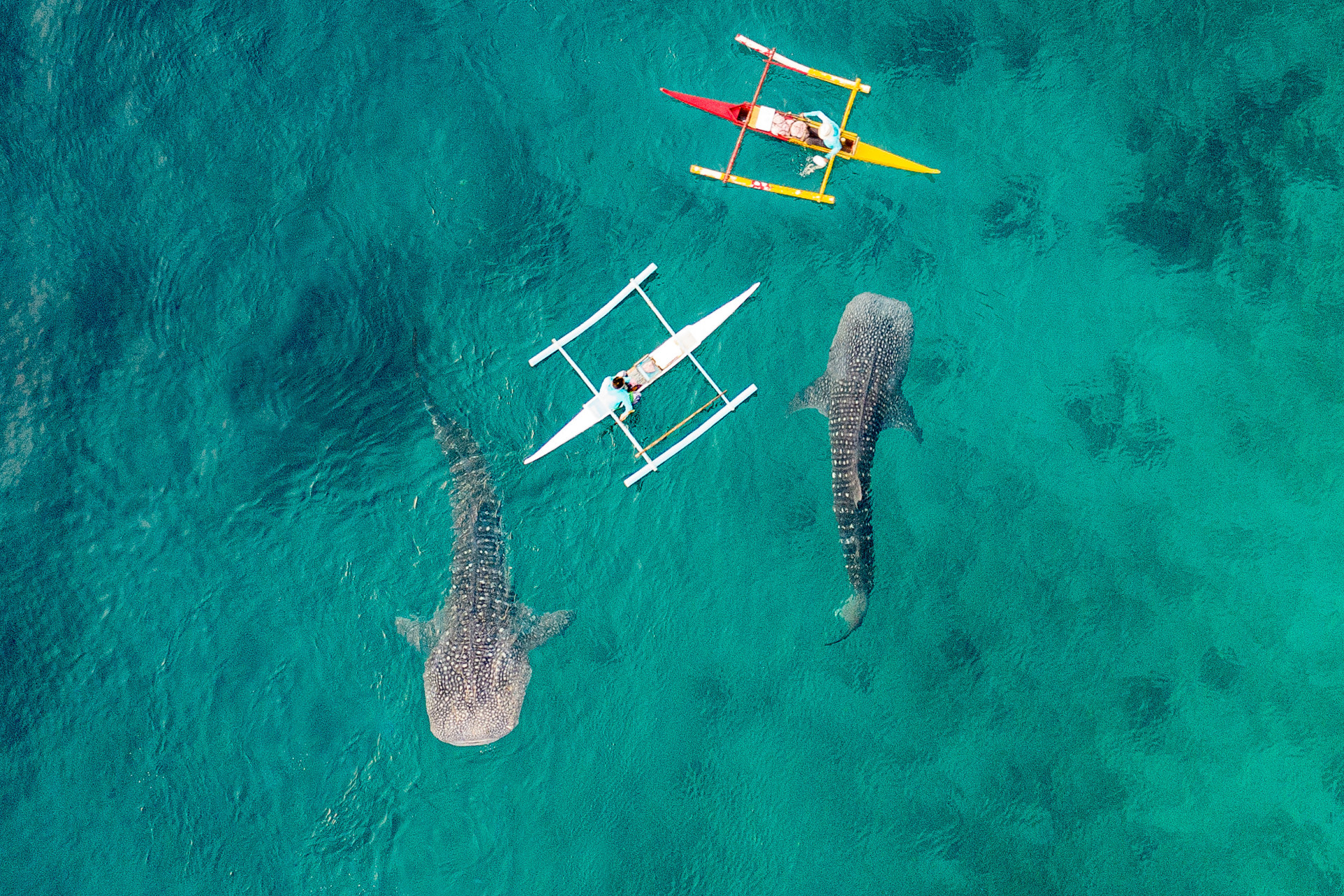 Meet the ocean's biggest fish