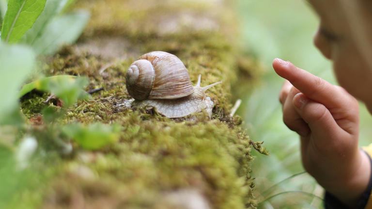 The One Garden Snail You Should Never Touch