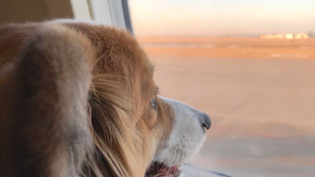 Fliegen mit Vierbeiner: Das muss man bei Flugreisen mit dem Hund beachten