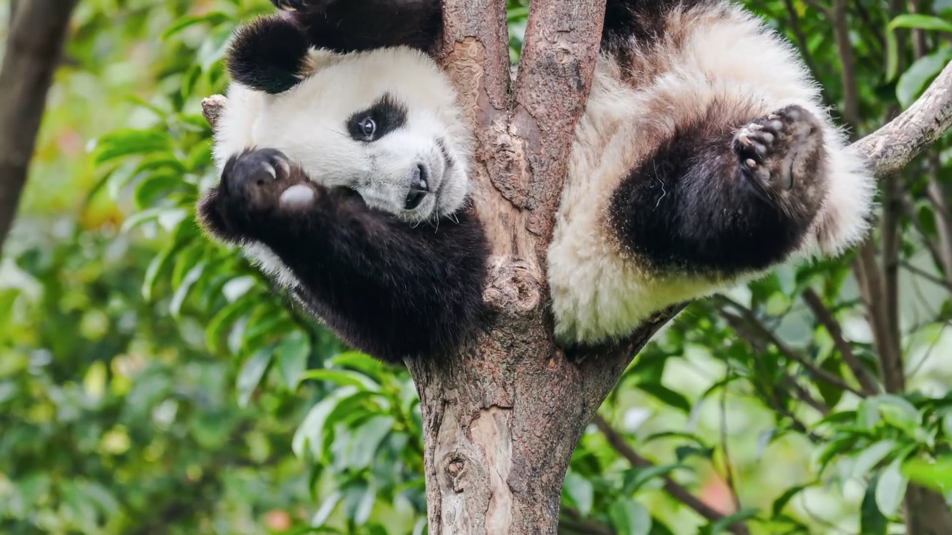 Up Close with Giant Pandas: Peaceful Bamboo Munching and Playtime