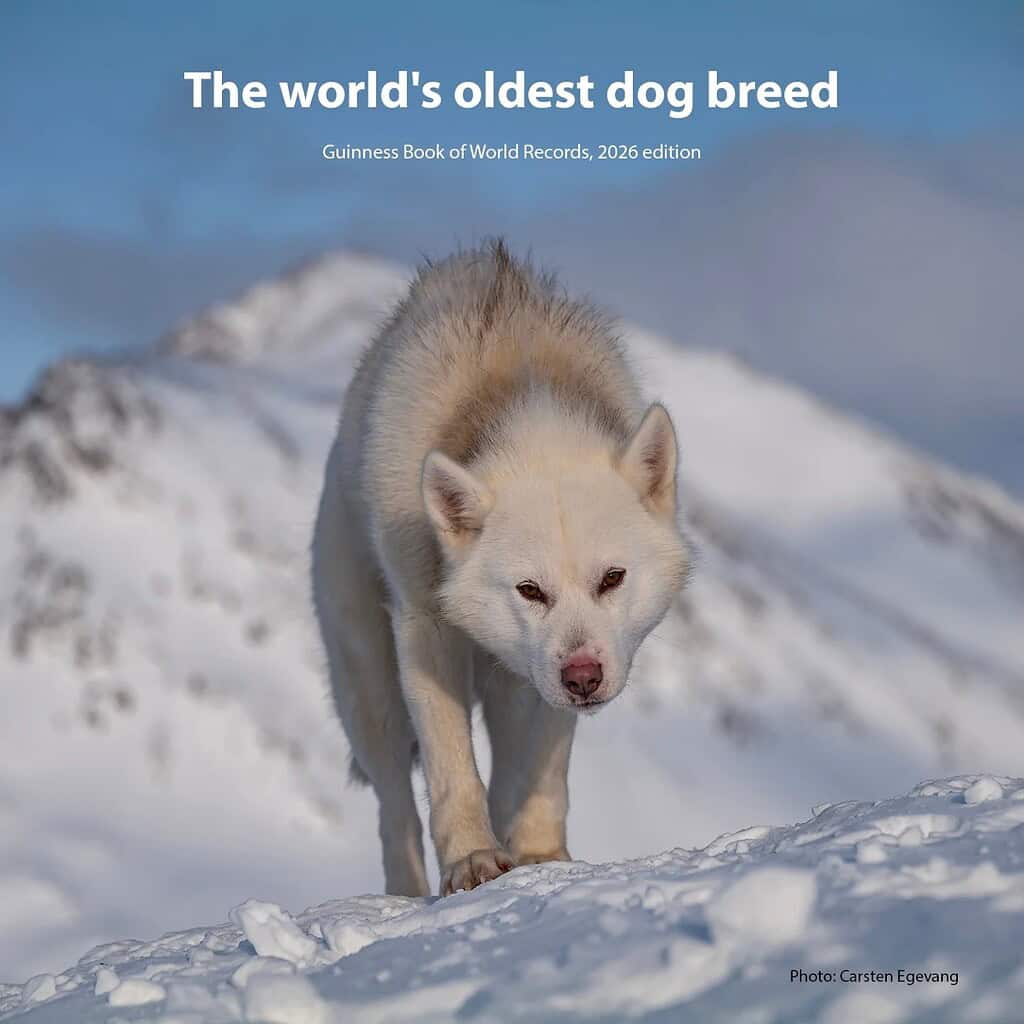 The Oldest Dog Breed’s DNA Reveals How Humans Conquered the Arctic ...