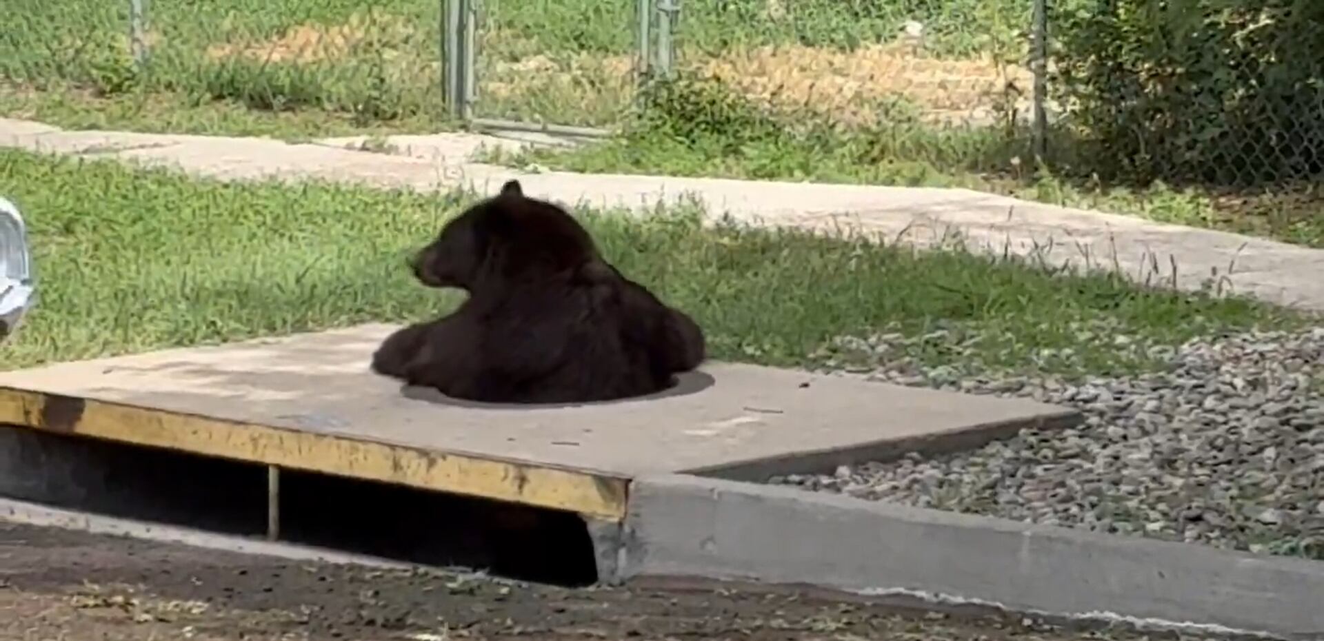 Parks and Wildlife sharing tips on how to stay bear aware this summer ...