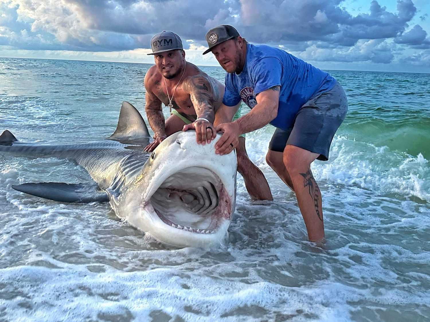 Massive tiger shark estimated at 1,000 pounds caught in Florida