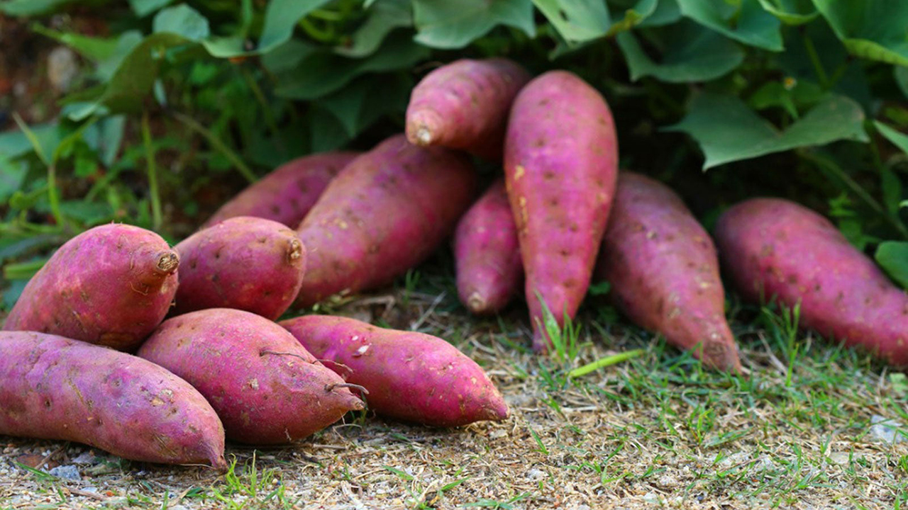 10 Mistakes Gardeners Make When Growing Sweet Potatoes