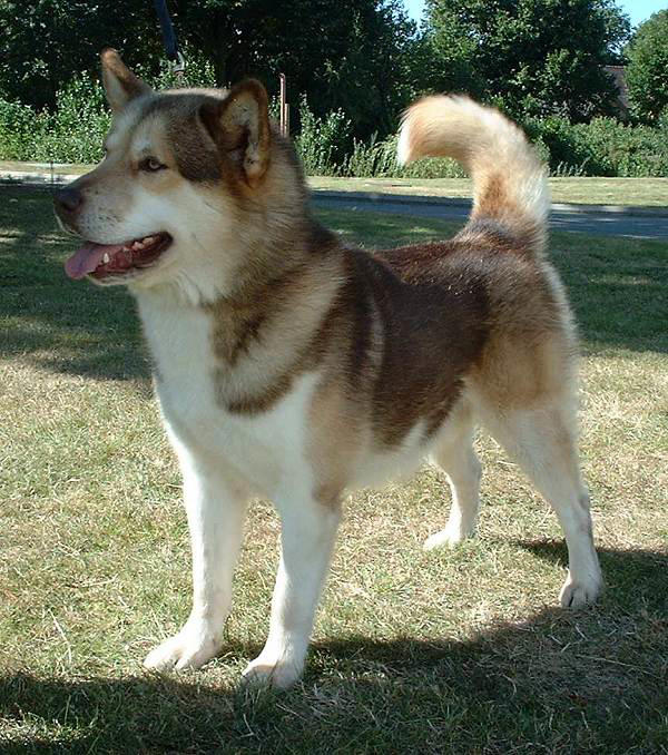 The Oldest Dog Breed’s DNA Reveals How Humans Conquered the Arctic ...