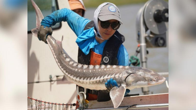 Prehistoric giant living in San Francisco Bay sees sharp decline