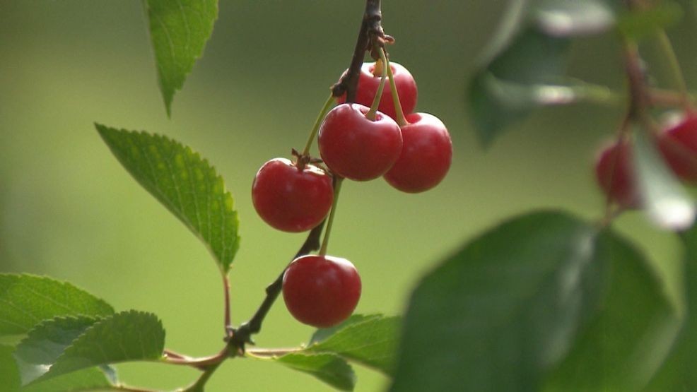 Cherry picking underway at Meleddy Cherry Farm in Door County