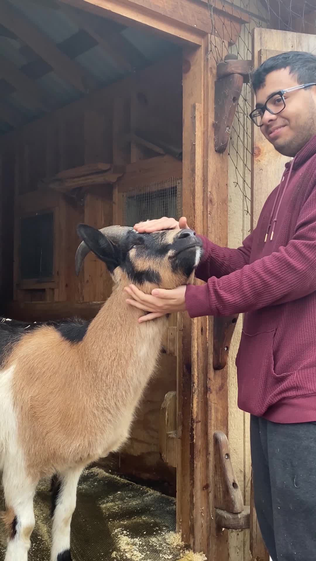 Goat is having a sweet moment with human volunteer!