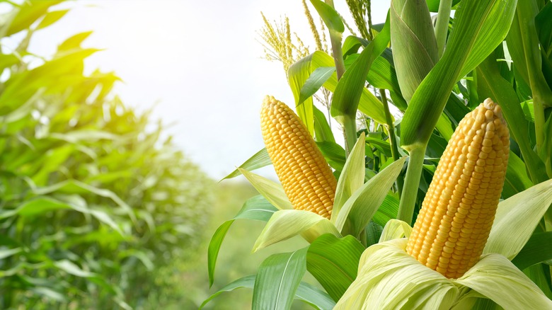 14 Tips For Shucking Corn Fast And Easily