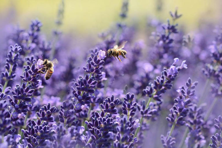 Attract bees and butterflies to your garden with 3 plants