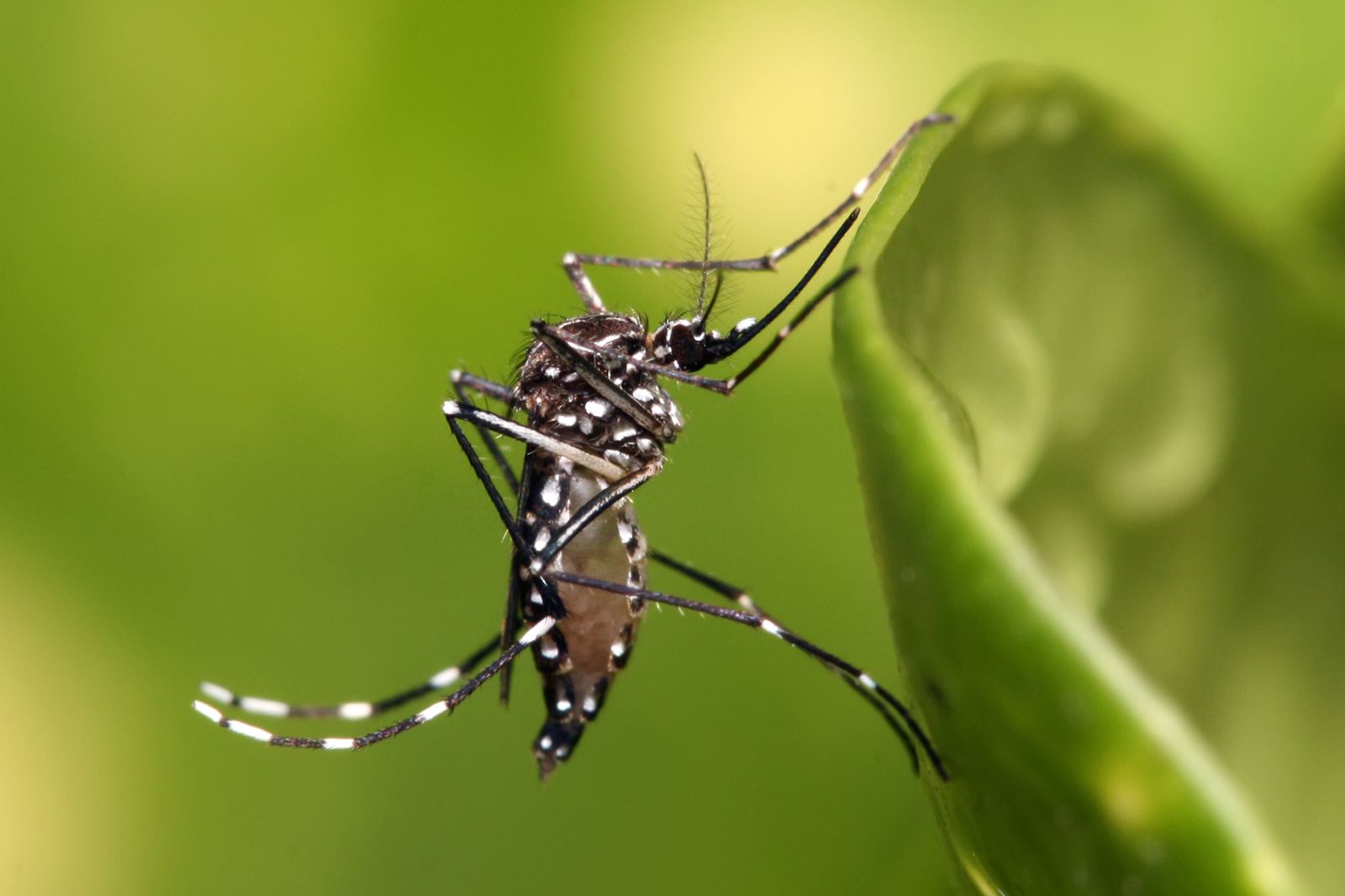 🦟 How do mosquitoes transmit diseases?