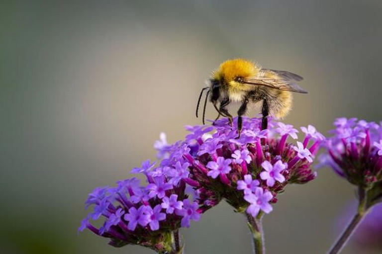 Bees and butterflies will be attracted to your garden with 3 plants
