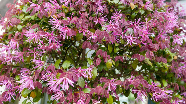Add A Pop Of Color To Your Sloped Yard With A Beautiful Pink Ground Cover