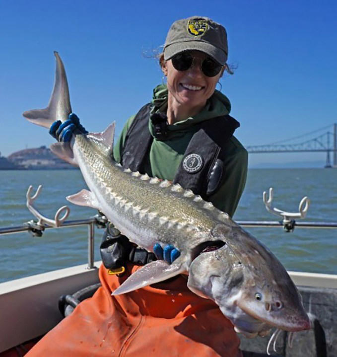 Prehistoric giant living in San Francisco Bay sees sharp decline