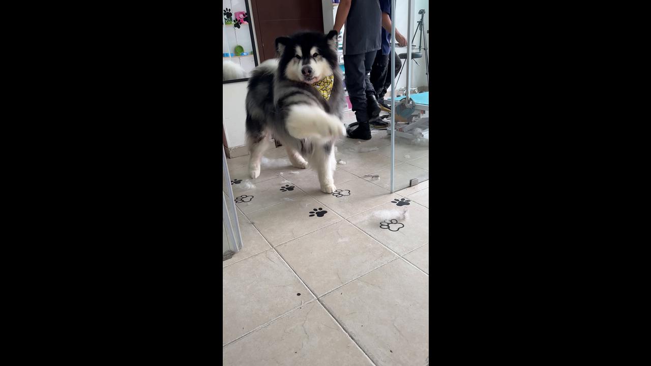 Dog Carefully Checks For Glass Doors