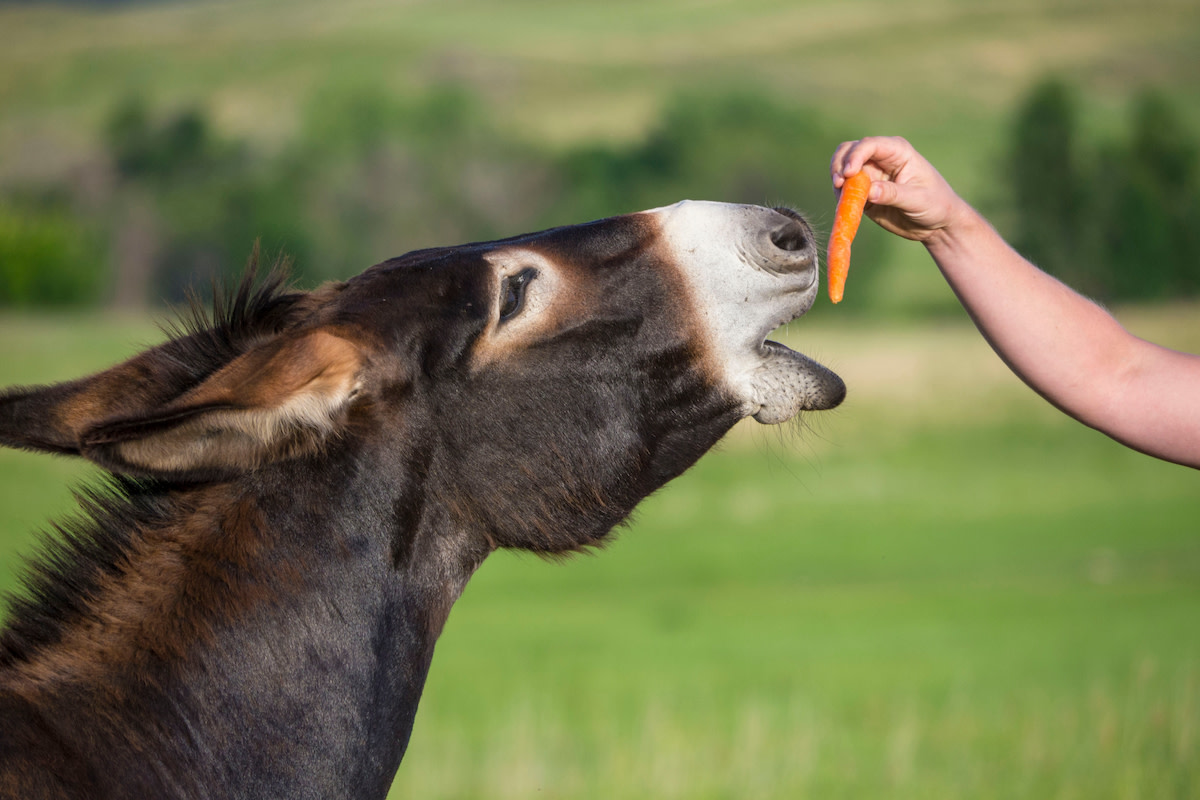 Friendly Wild Donkeys at Midwest State Park Love To Be Pet and Fed Carrots