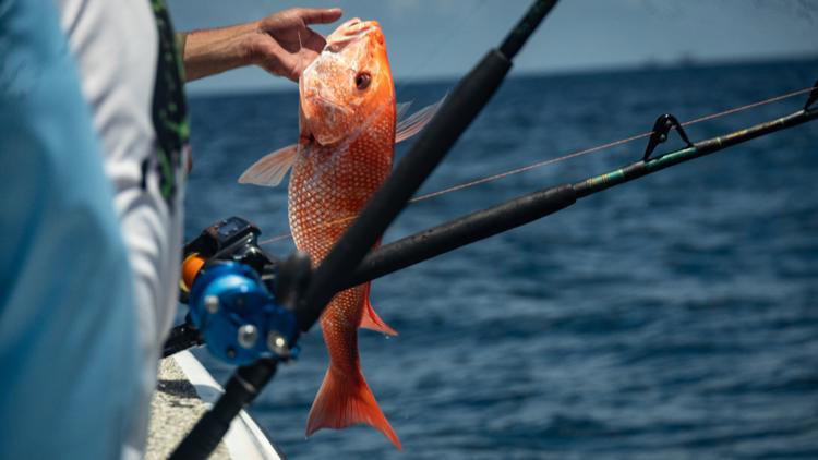 What are the rules for the red snapper mini-season?