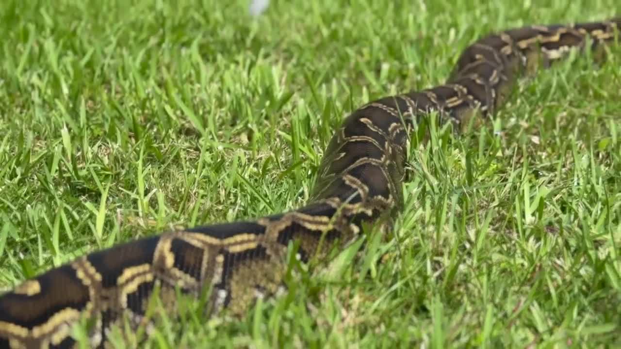Florida Python Challenge brings hunters to Collier County to target ...