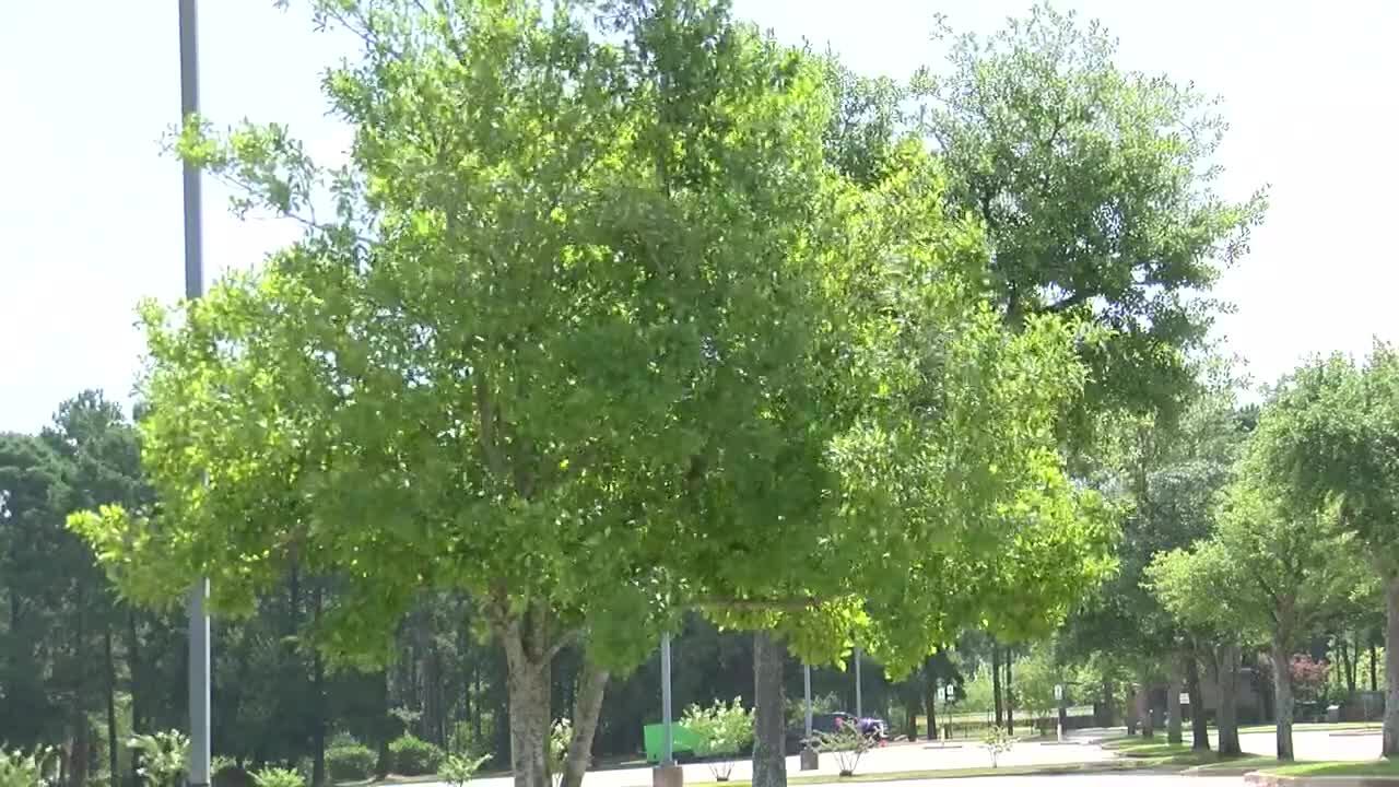City of Longview receives grant for tree-planting beautification project