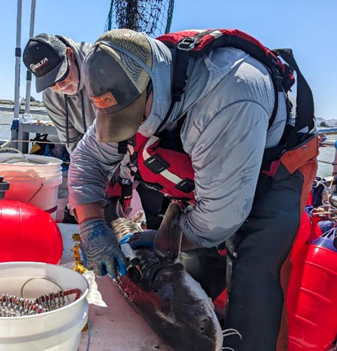 Prehistoric giant living in San Francisco Bay sees sharp decline