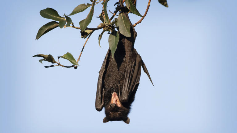 Man in Australia dies of rare, rabies-like disease