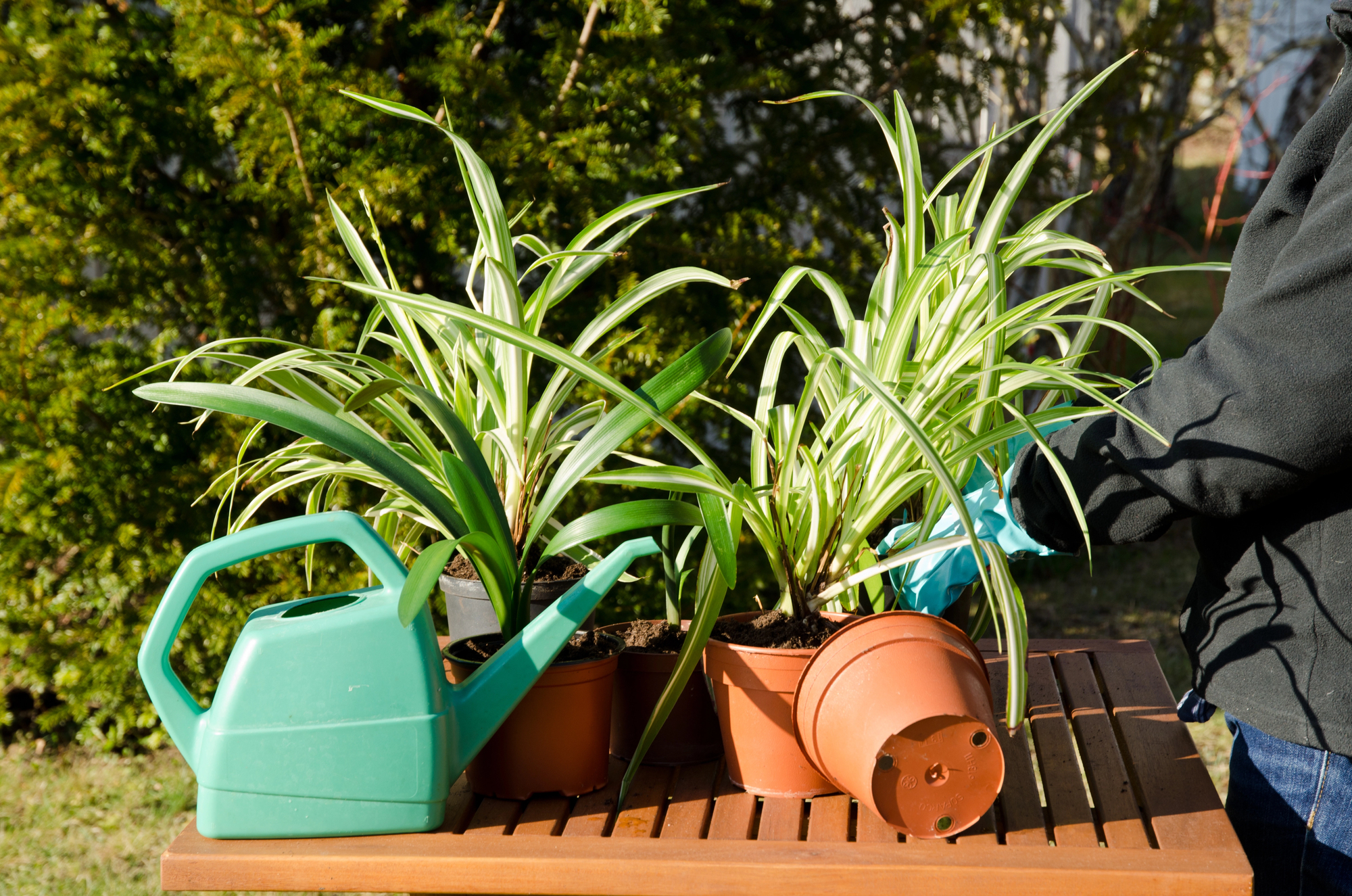 15 Plants That Purify Air Better Than Machines