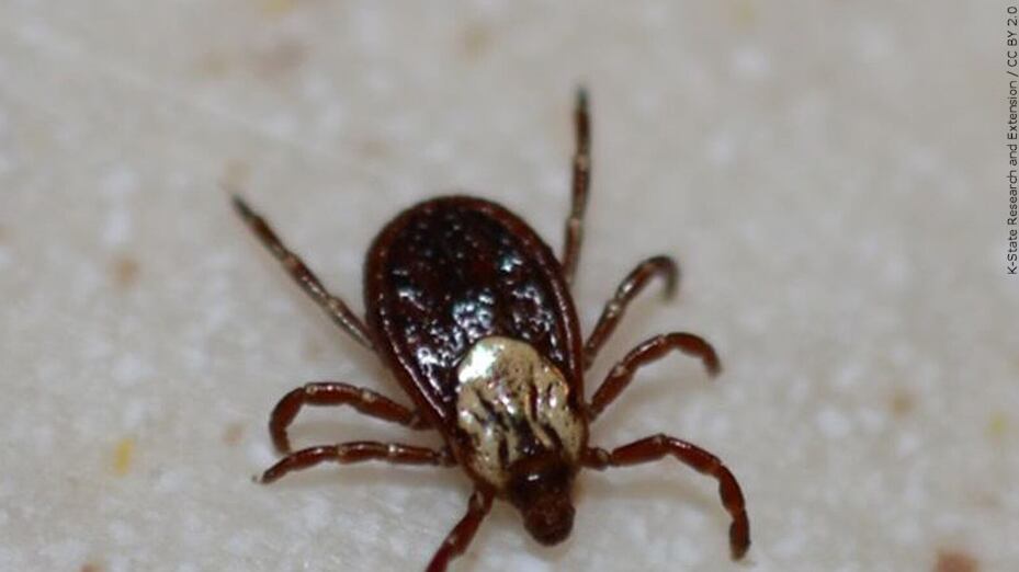 CDC report: Summer 2025 seeing increase in visits to the ER for tick bites