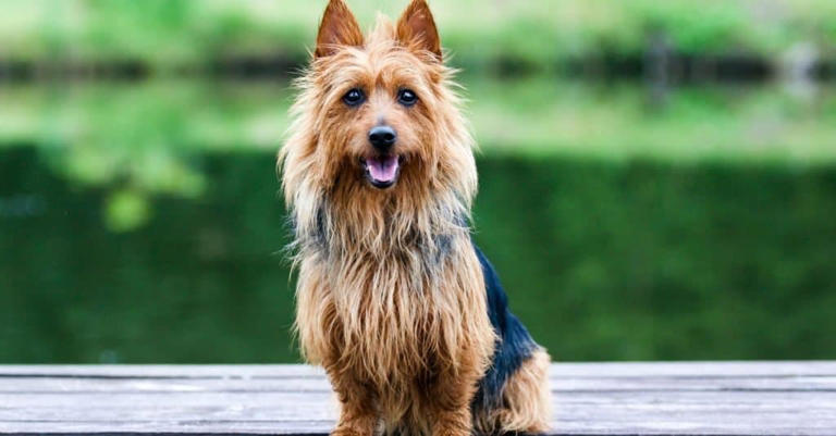 Exploring the Distinctions: Pretty, Cute, and Beautiful Dogs