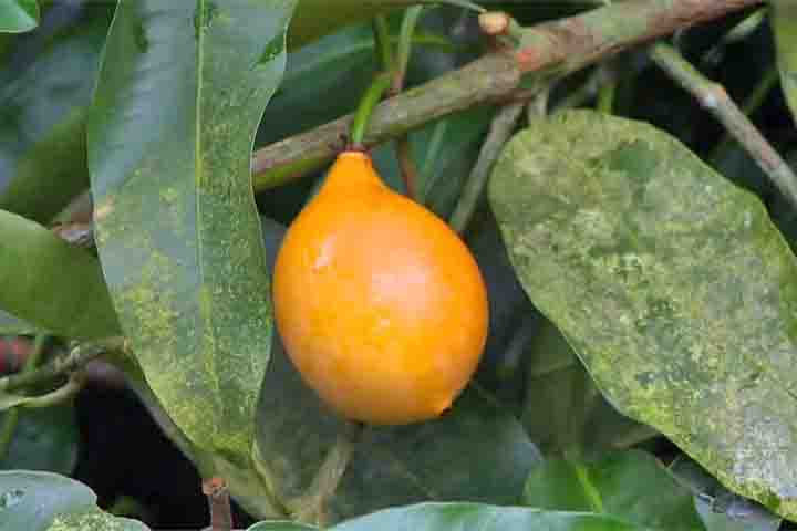 Fonte de fibras e cicatrizante natural: achachairu é fruta exótica da ...