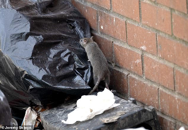 Rats and rotting piles of waste flood the streets of Birmingham amid ...