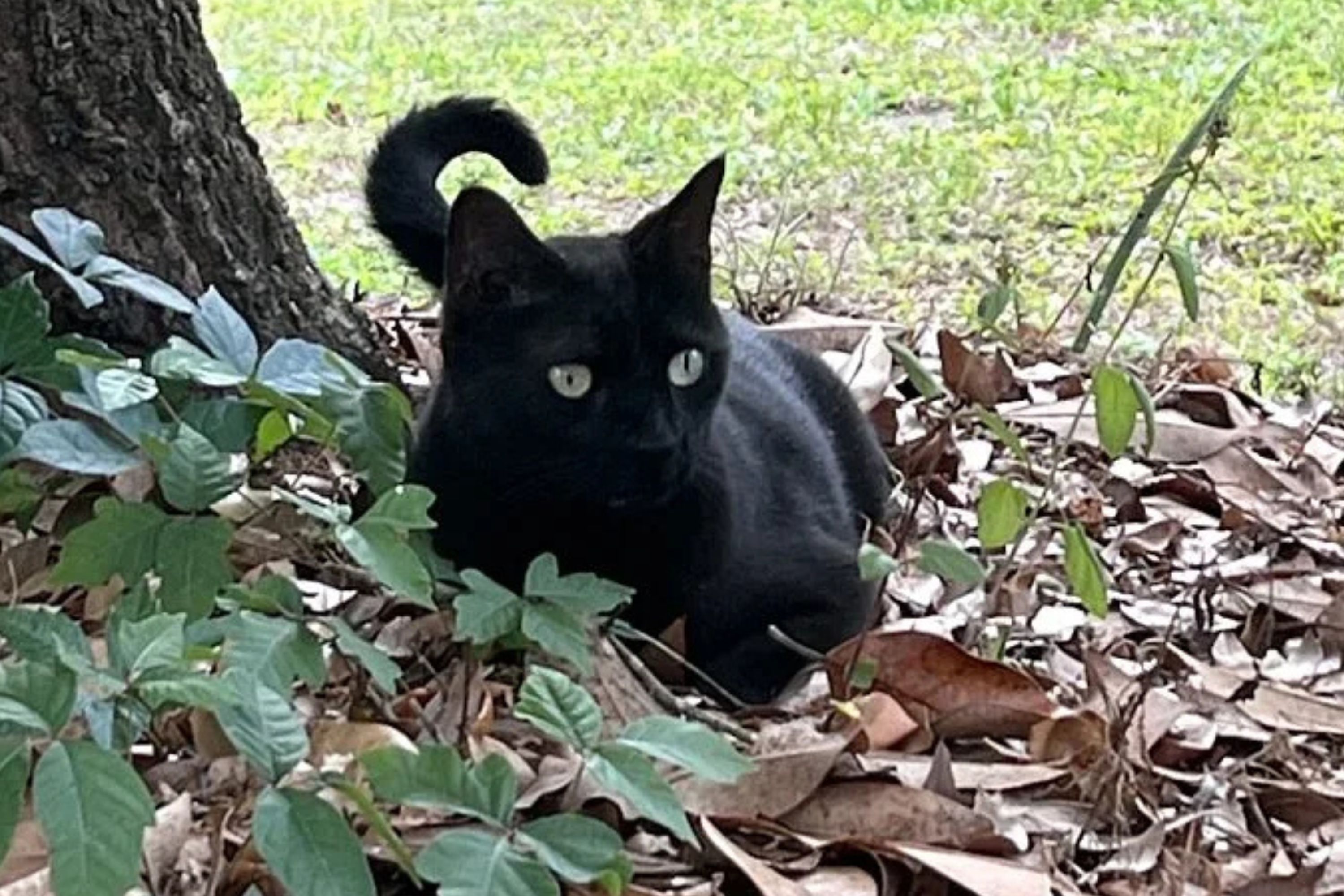 Cat makes yet another scientific discovery