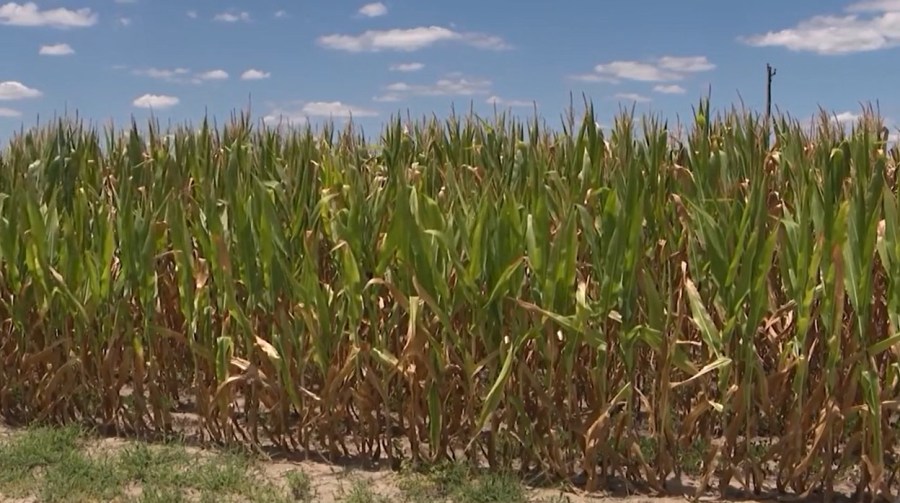 N.C. Cooperative Extension talks crop damages this summer