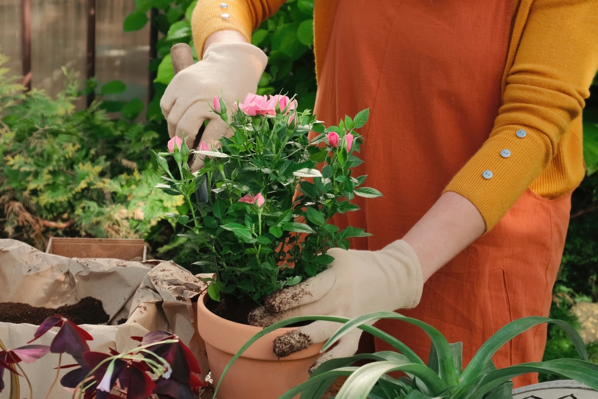This Container Gardening Guide Is a 'Foolproof Recipe' for Success