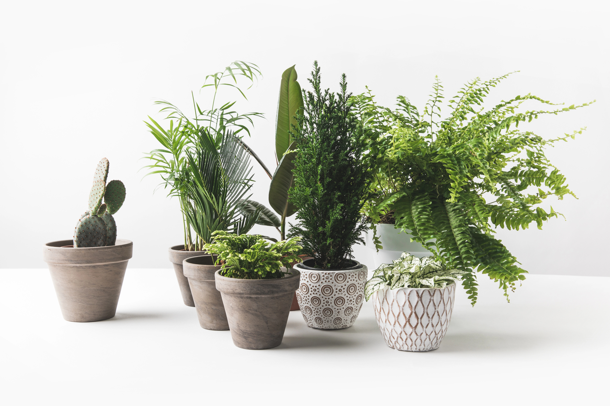 15 Plants That Purify Air Better Than Machines