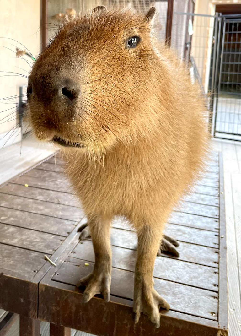 Capybaras sound just like laser beams, and here's proof!