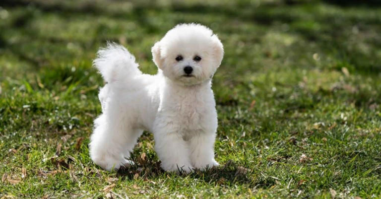 Exploring the Distinctions: Pretty, Cute, and Beautiful Dogs