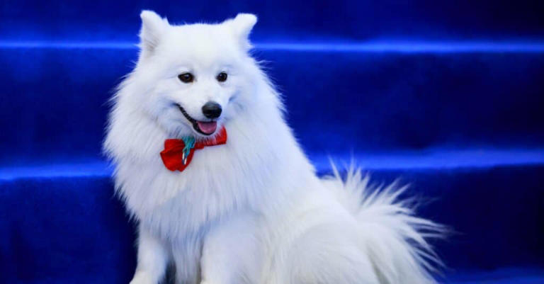 Top 9 Prettiest and Cutest Dog Breeds