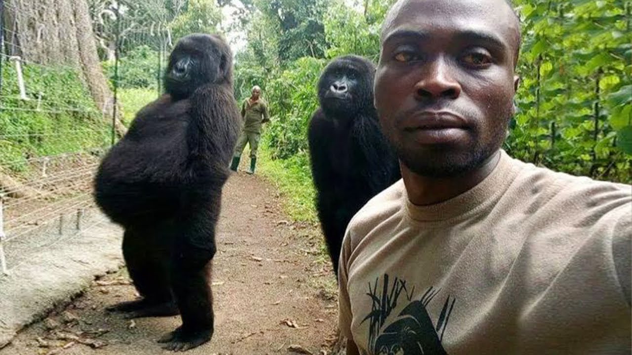 The best funny animal videos that brighten every month