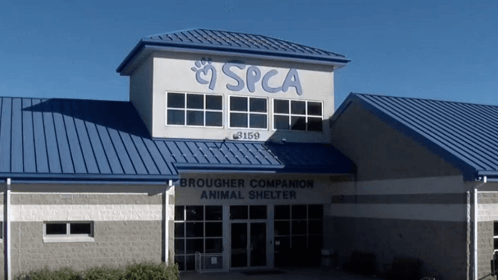 Adams County SPCA says stray dog policy at York County SPCA is crowding ...