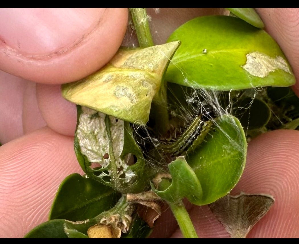 This invasive insect is a big danger to boxwoods in Ohio. How to keep ...