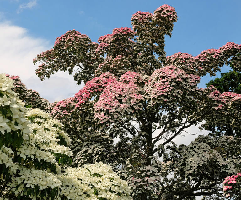 8 resilient trees that will thrive in cities – these species will ...