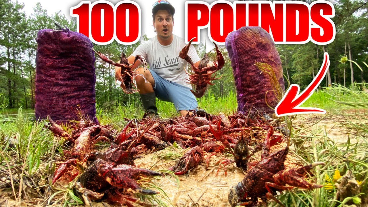 Stocking world’s largest 100 lb crawfish into backyard pond