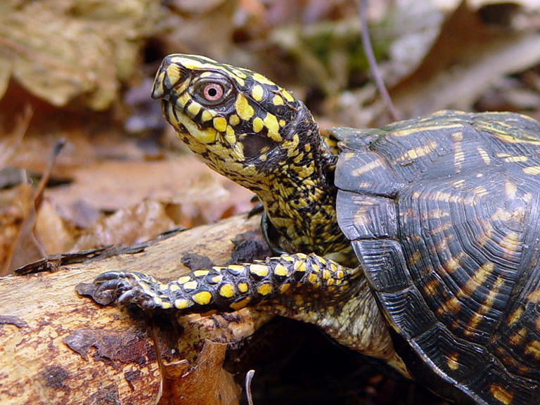 Word from the Smokies: Road to glory: The eastern box turtle’s path to ...