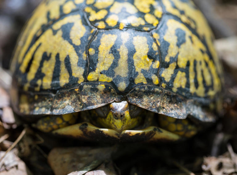 Word from the Smokies: Road to glory: The eastern box turtle’s path to ...