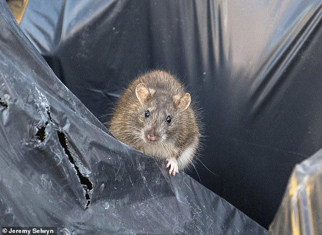 Unite boss calls Angela Rayner 'despicable' in Birmingham bin strike row