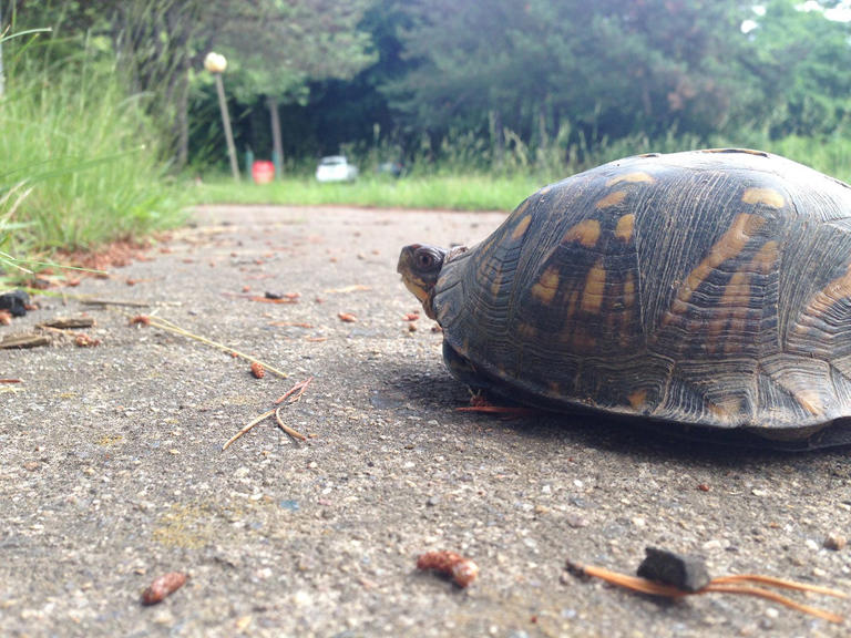 Word from the Smokies: Road to glory: The eastern box turtle’s path to ...