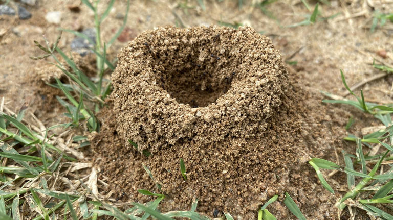 Keep Ants From Building Hills In Your Yard With A Simple Lawn Care Task