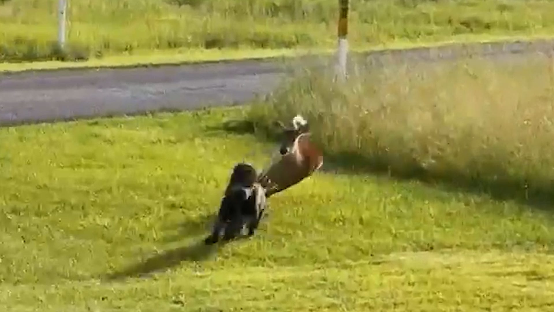 Watch this playful dog find a new wild friend in his front yard