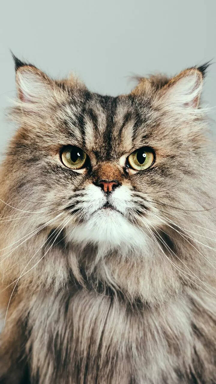 10 things to know before getting a Persian cat