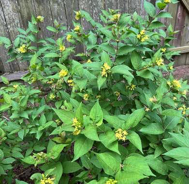 Native Plant: Northern bush honeysuckle adds color to the landscape